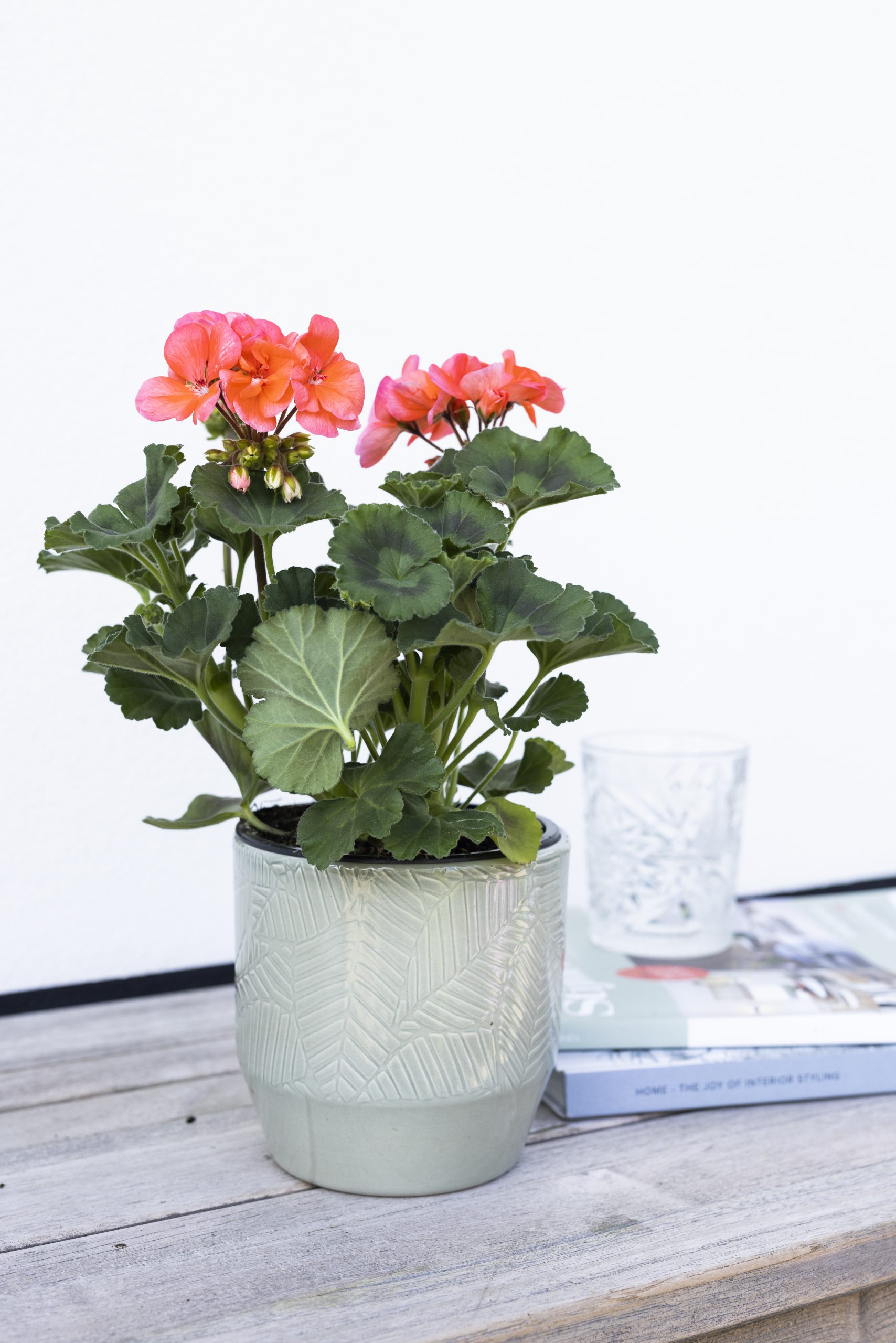 Geraniums - Royal Green