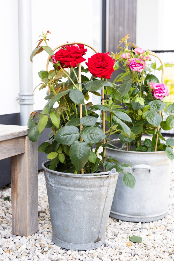 Patio Roses - Royal Green