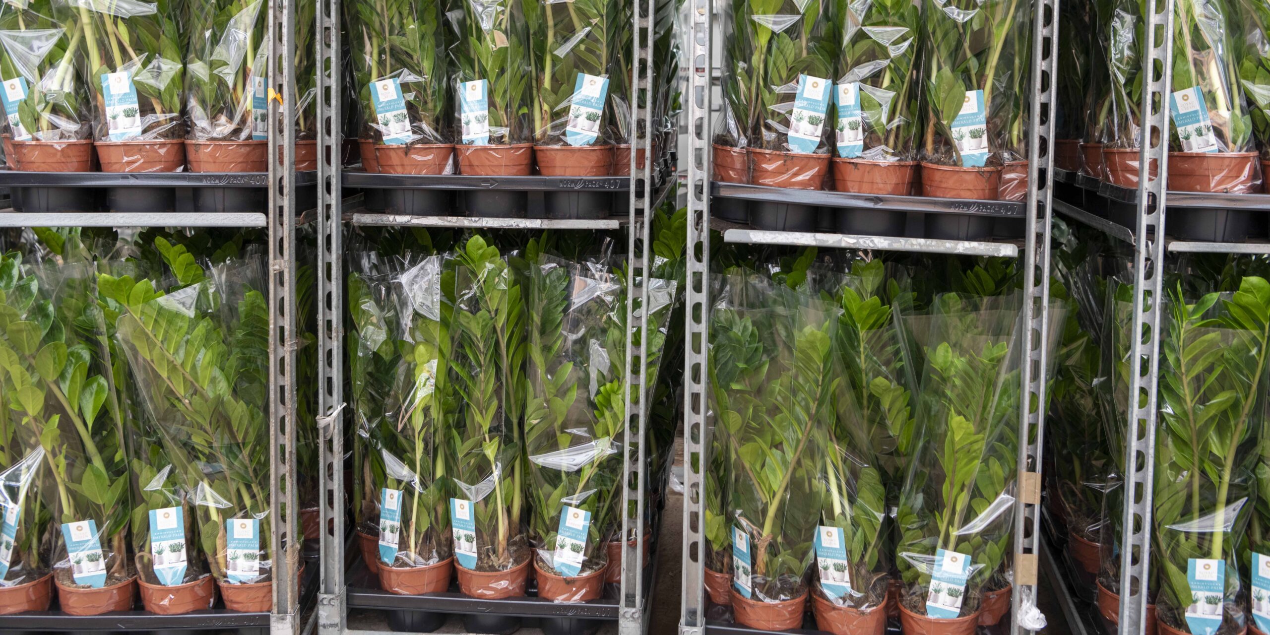 Leuk artikel over onze kwekerij door Glastuinbouw Nederland - Royal Green